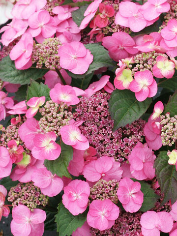 Hydrangea Serrata Tuff Stuff | Bluestone Perennials