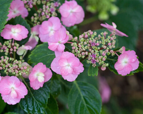 Hydrangea Serrata Tuff Stuff | Bluestone Perennials
