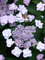 Hydrangea Serrata Tiny Tuff Stuff -- Bluestone Perennials