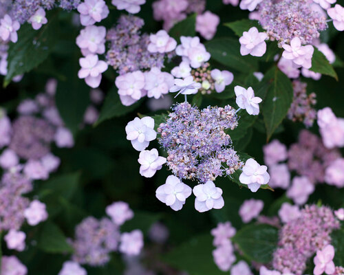 Hydrangea Tiny Tuff Stuff | Bluestone Perennials