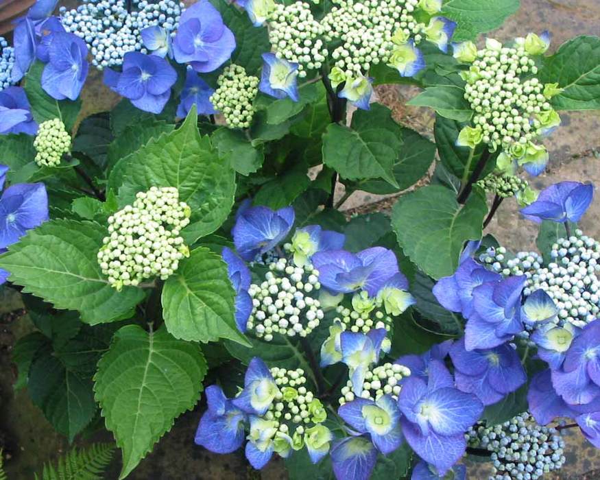 Hydrangea Zorro | Bluestone Perennials