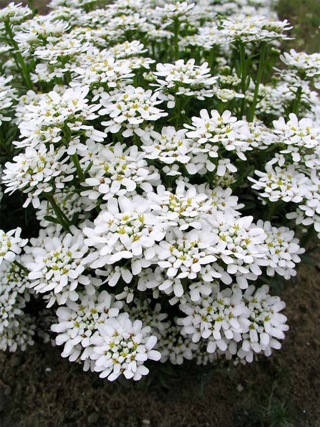 Iberis Purity | Bluestone Perennials