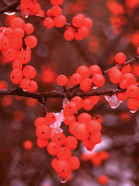 Product Viewer - Ilex Berry Heavy