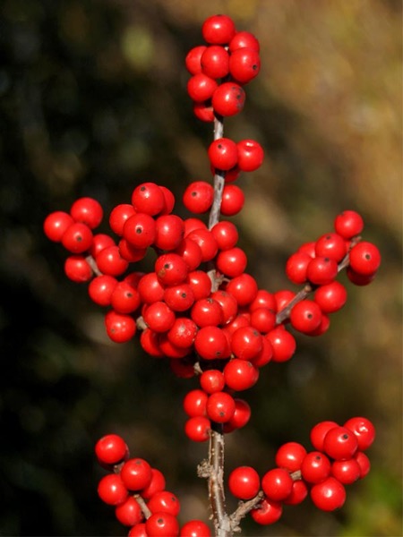 Product Viewer - Ilex Berry-Nice