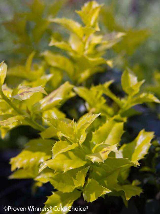 Ilex Castle Gold | Bluestone Perennials