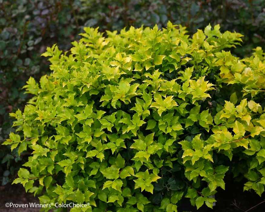 Ilex Castle Gold | Bluestone Perennials