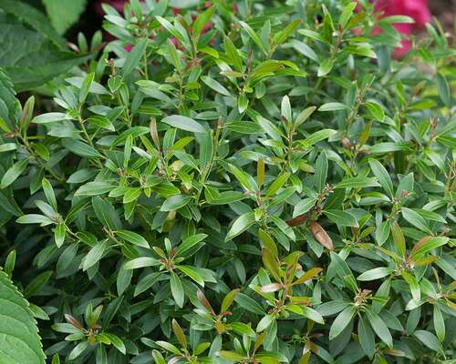 Ilex Gem Box | Bluestone Perennials