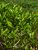 Product Viewer - Ilex Jim Dandy