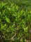 Ilex Jim Dandy -- Bluestone Perennials