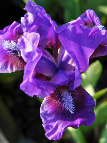 Iris Banbury Ruffles | Bluestone Perennials