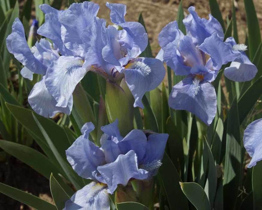 Iris Pumila Blue Denim | Bluestone Perennials