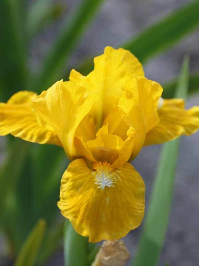 Iris Germanica Cache Of Gold | Bluestone Perennials