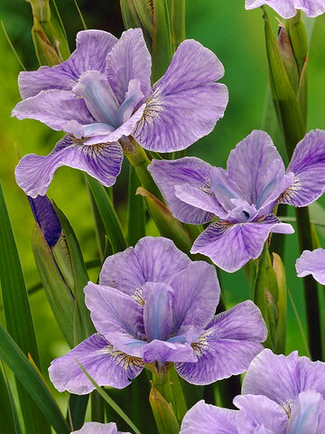 Iris Dear Delight | Bluestone Perennials