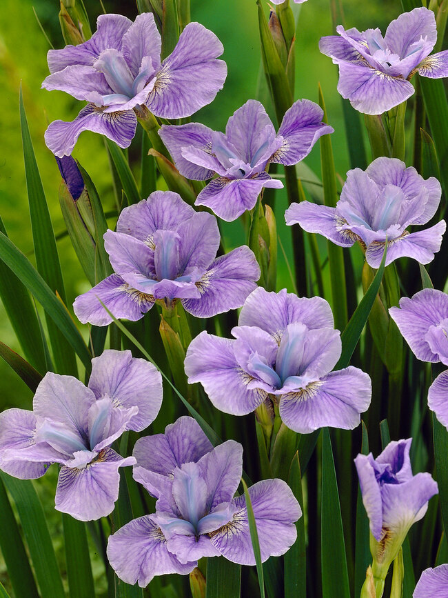 Iris Dear Delight | Bluestone Perennials