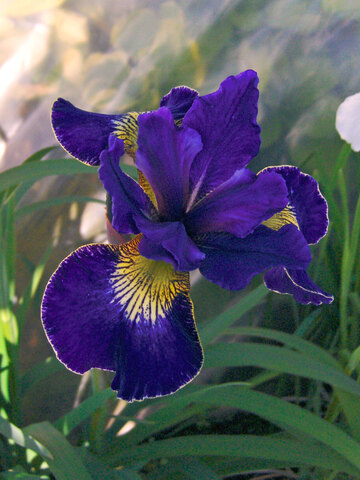 Iris Sib. Golden Edge | Bluestone Perennials