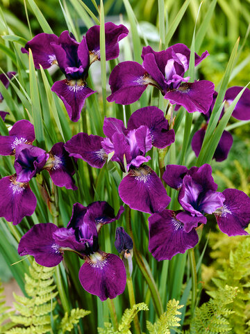 Iris Hubbard | Bluestone Perennials