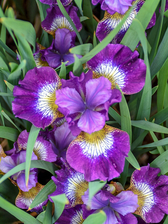 Iris Jewelled Crown | Bluestone Perennials