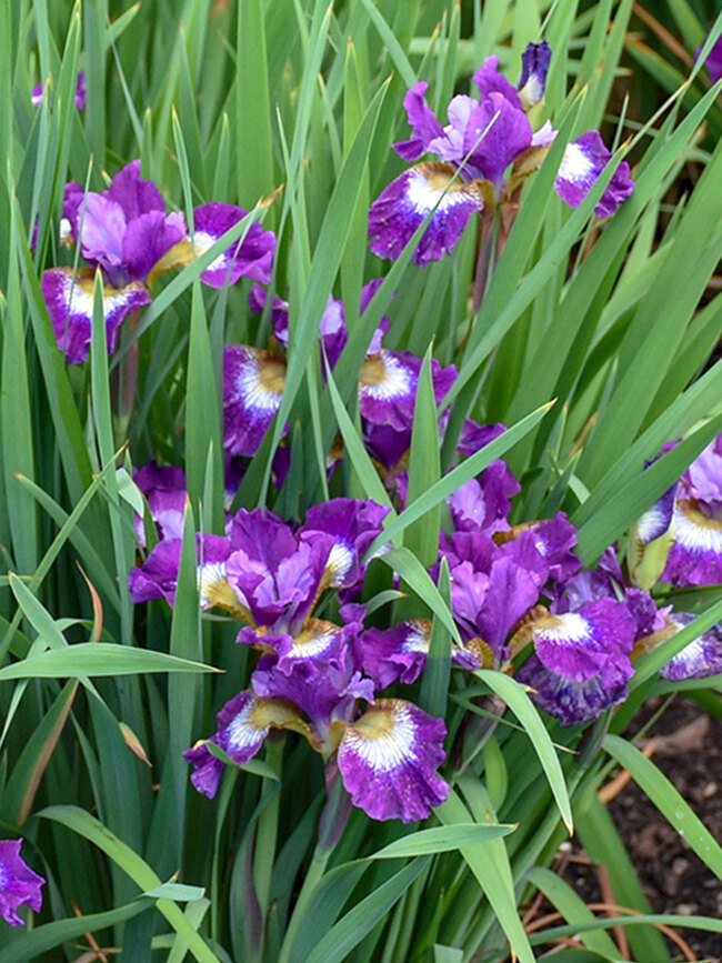 Iris Jewelled Crown | Bluestone Perennials
