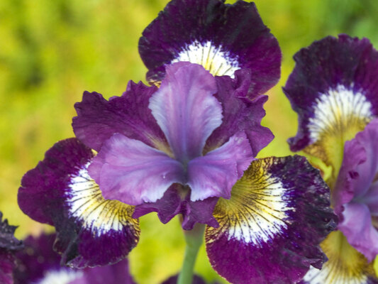 Iris Jewelled Crown | Bluestone Perennials