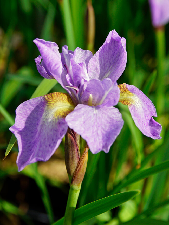 Iris Kita-No-Seiza | Bluestone Perennials