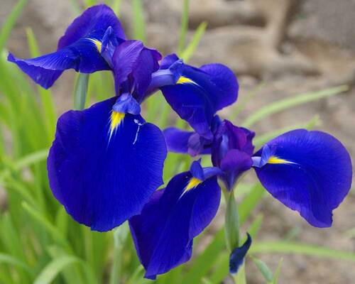 Iris Maize N Blue | Bluestone Perennials