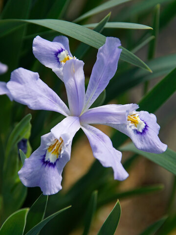 Iris Powder Blue Giant | Bluestone Perennials