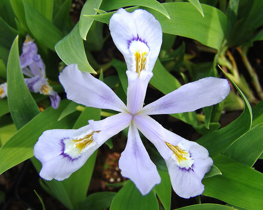 Iris Powder Blue Giant | Bluestone Perennials