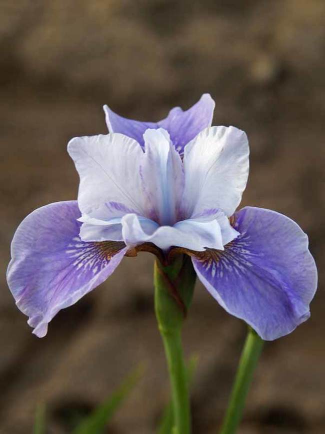 Iris Pleasures Of May | Bluestone Perennials