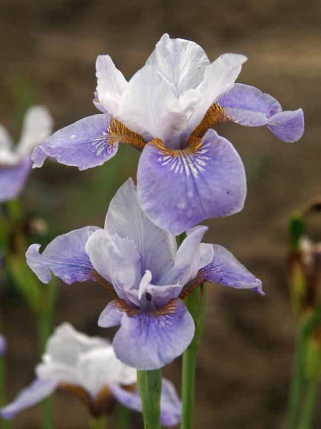 Iris Pleasures Of May | Bluestone Perennials
