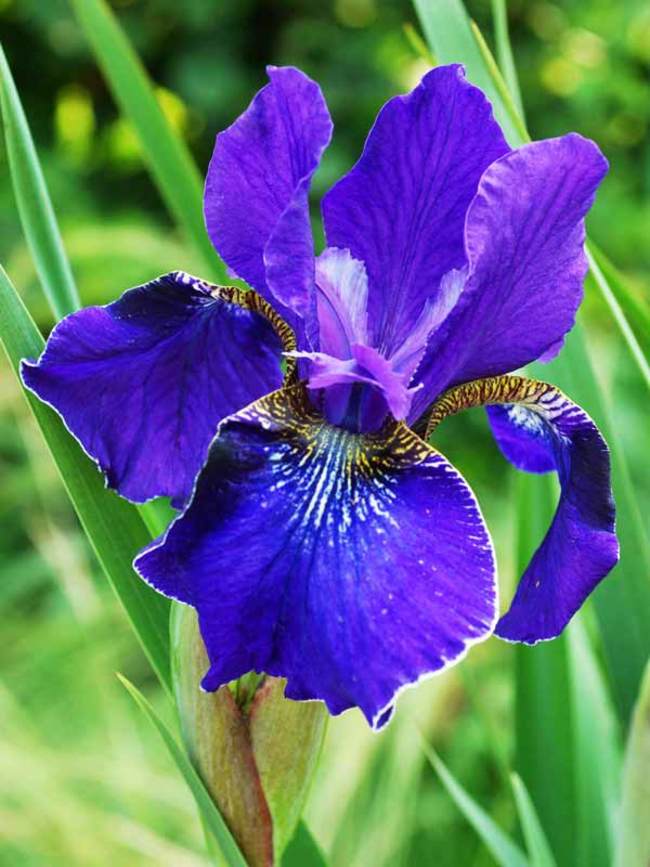 Iris Silver Edge | Bluestone Perennials