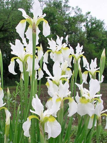 Iris Snow Queen | Bluestone Perennials