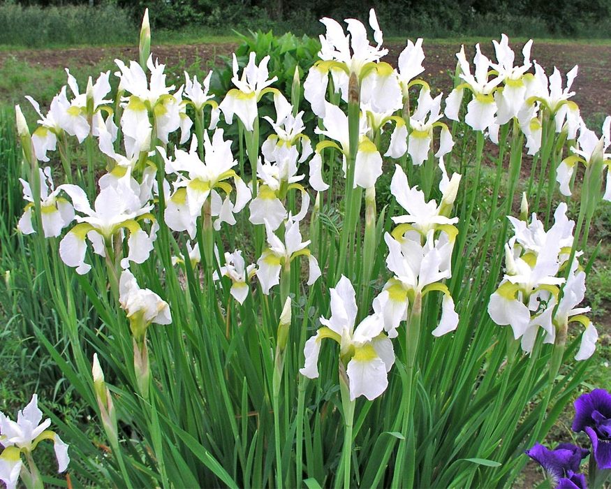 Iris Snow Queen | Bluestone Perennials