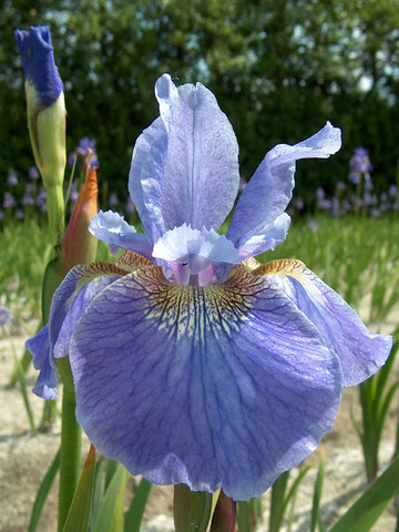 Iris Welcome Return | Bluestone Perennials