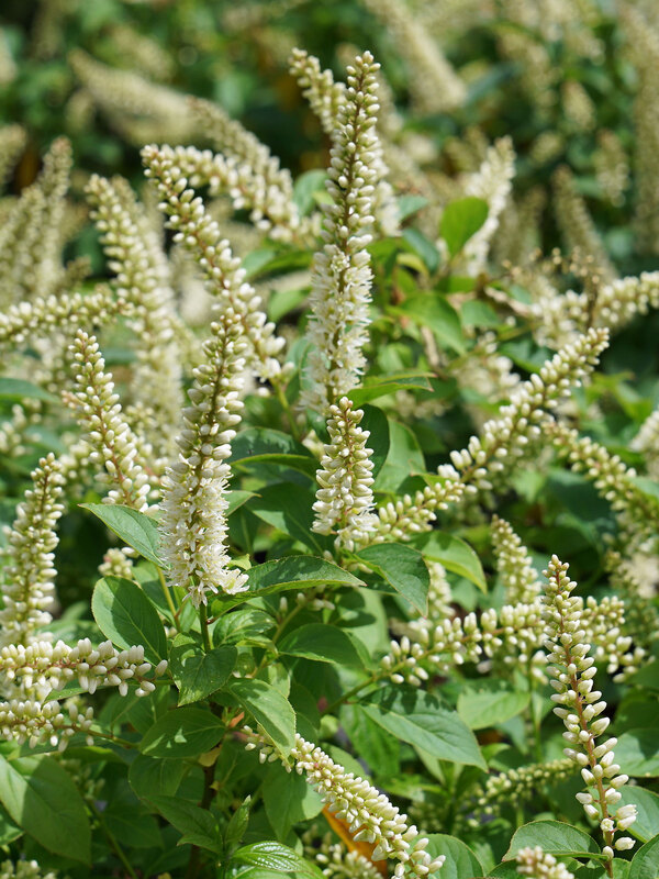 Itea Fizzy Mizzy | Bluestone Perennials