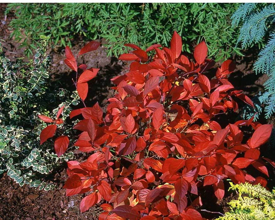 Itea Little Henry | Bluestone Perennials