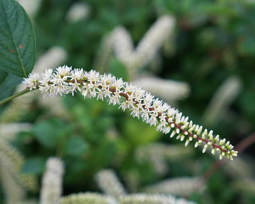 Itea Scentlandia | Bluestone Perennials