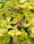 Product Viewer - Lamium Aureum