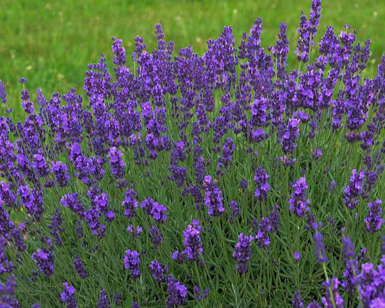 Product Viewer - Lavandula Blue River