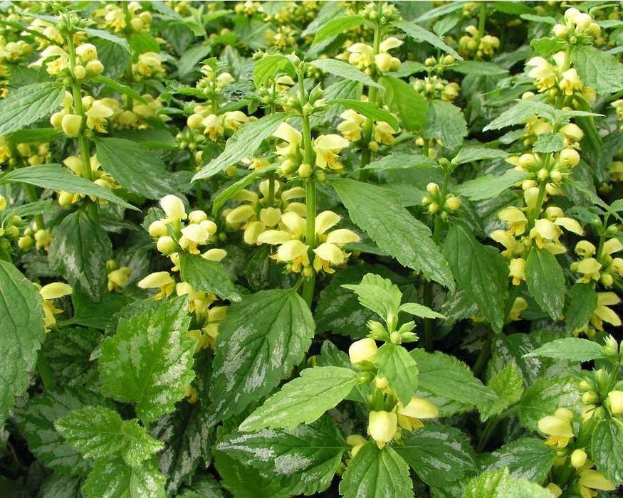 Lamiastrum Galeobdolon | Bluestone Perennials