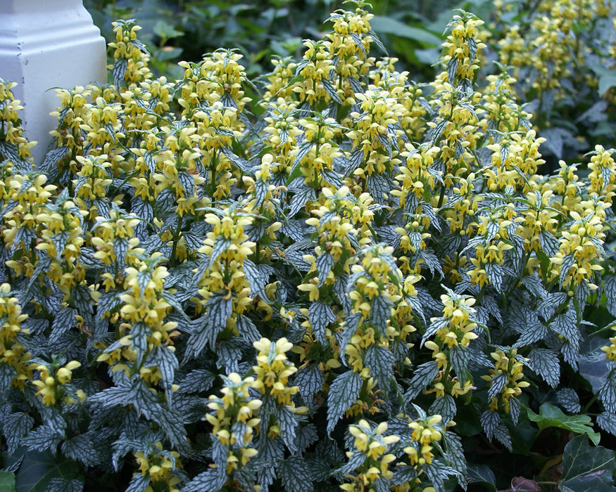 Lamiastrum Herman's Pride | Bluestone Perennials