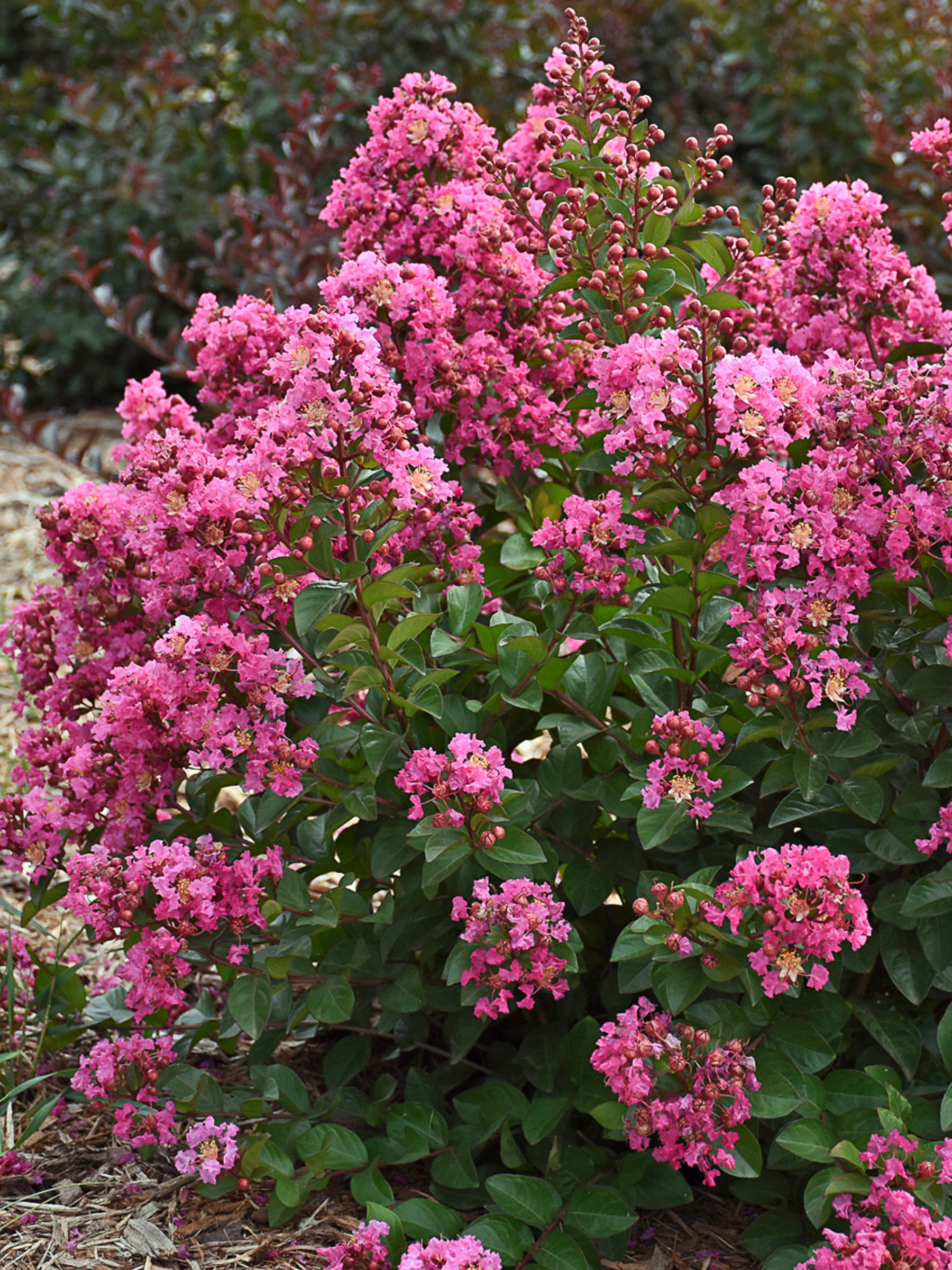 Peppermint Flowering Tree