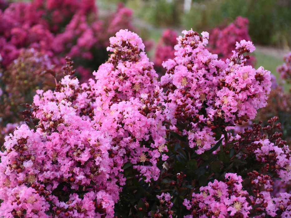 Lagerstroemia Perky Pink | Bluestone Perennials
