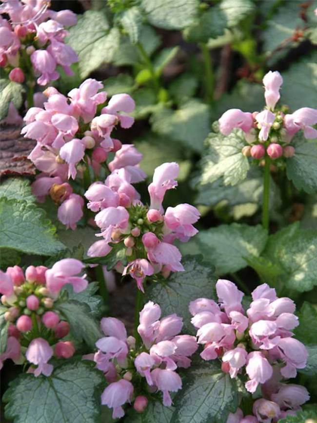 Lamium
