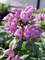 Lamium Red Nancy -- Bluestone Perennials