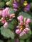 Lamium Red Nancy -- Bluestone Perennials