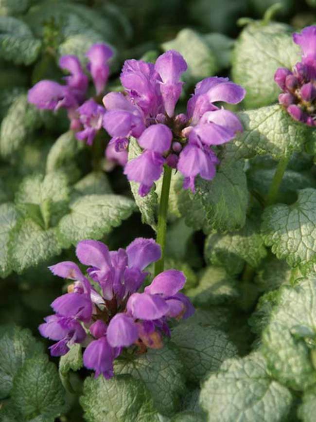 Lamium Red Nancy | Bluestone Perennials