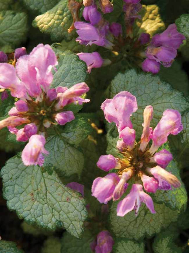 Lamium Red Nancy | Bluestone Perennials