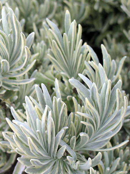 Product Viewer - Lavandula Silver-Edge