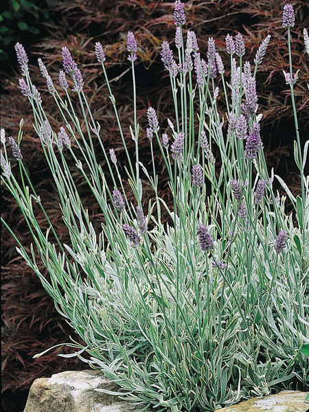 Product Viewer - Lavandula Silver-Edge
