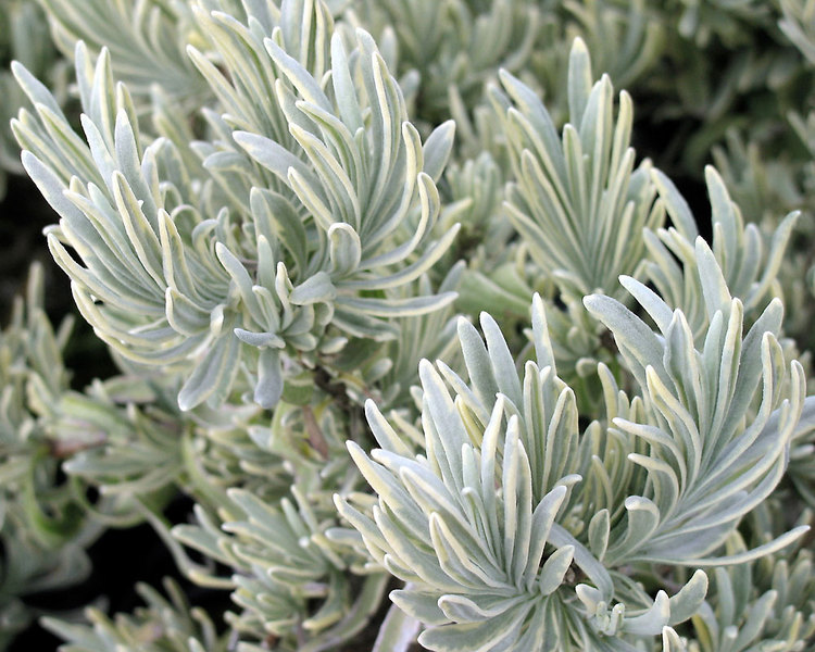 Product Viewer - Lavandula Silver-Edge